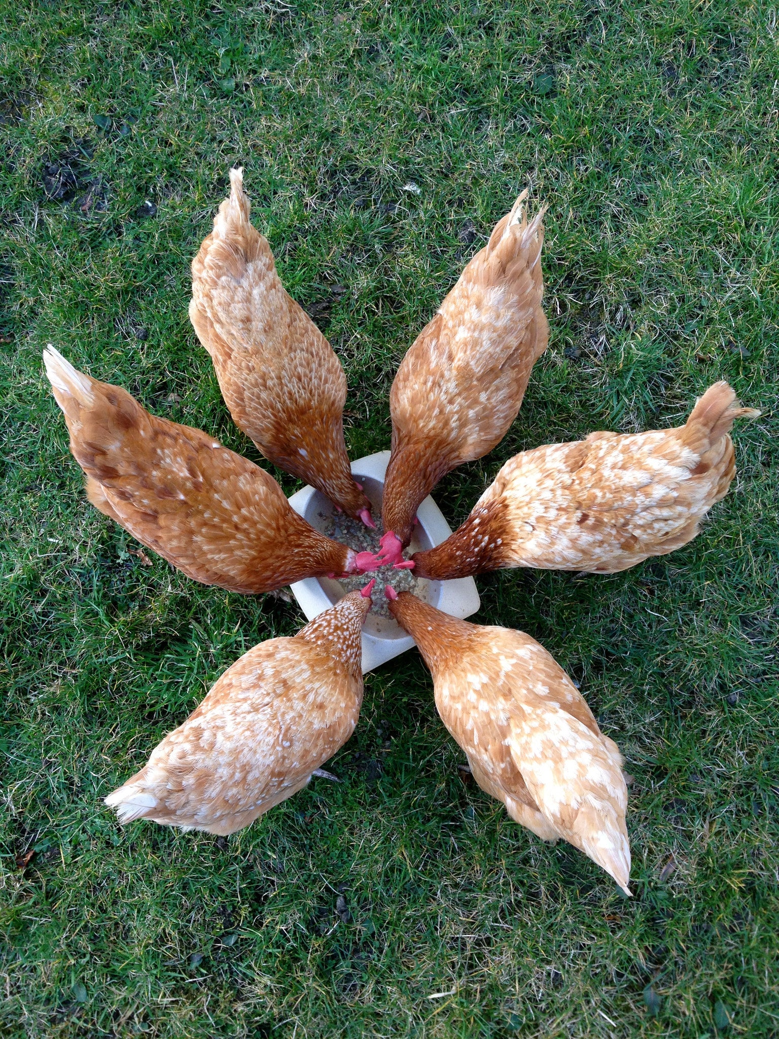 British Hen Welfare Trust Shop – BHWT