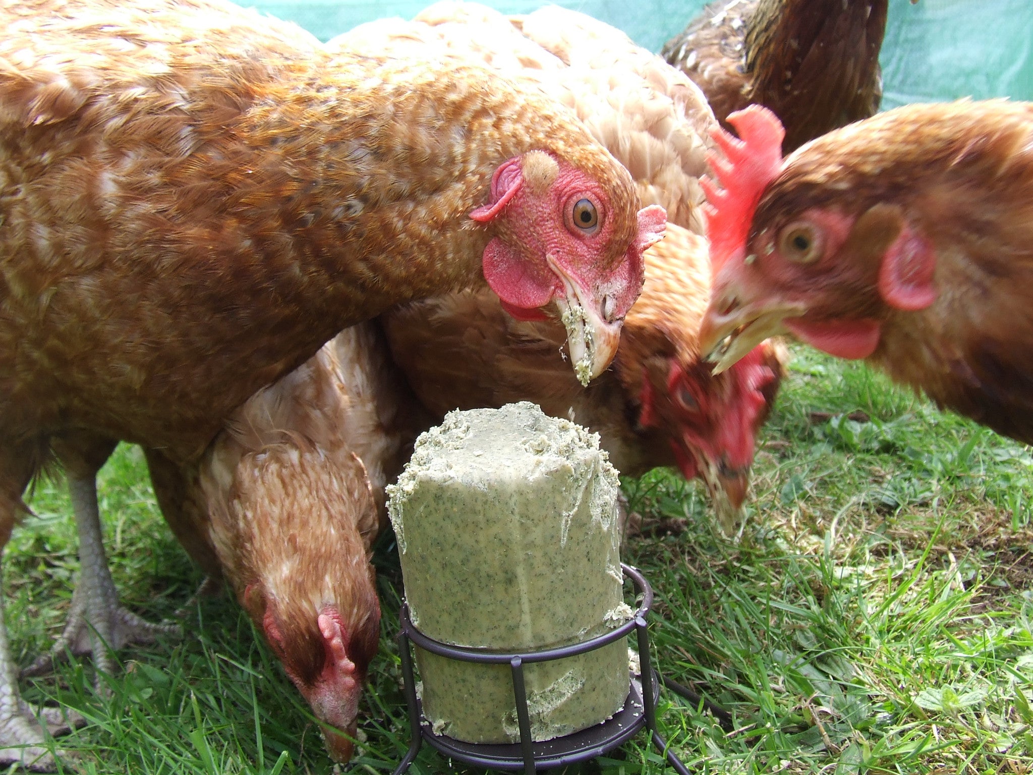 British Hen Welfare Trust Shop – BHWT