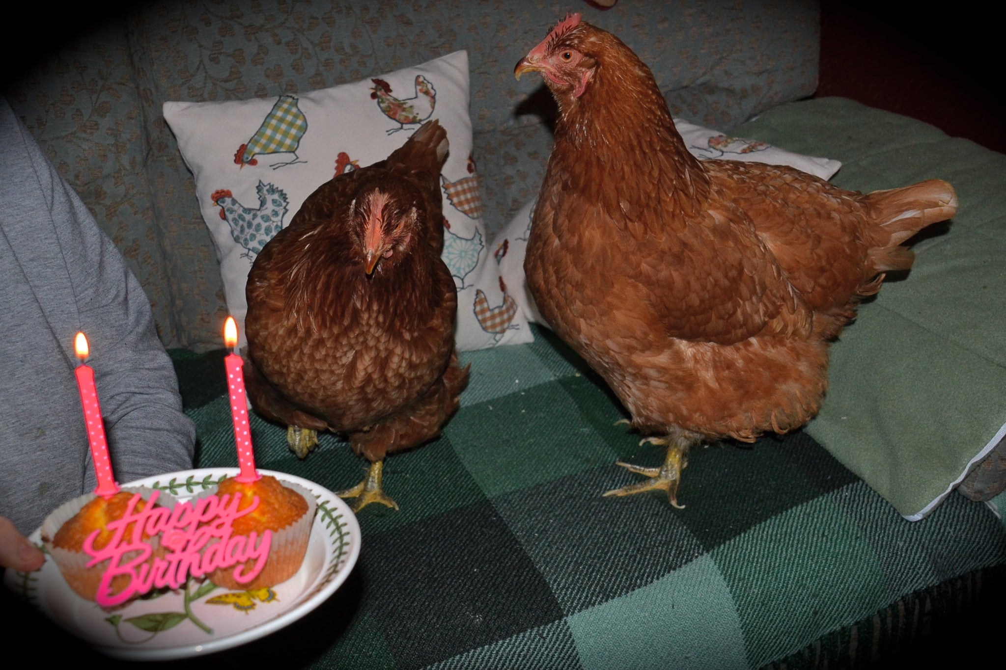 Stationery | British Hen Welfare Trust – BHWT