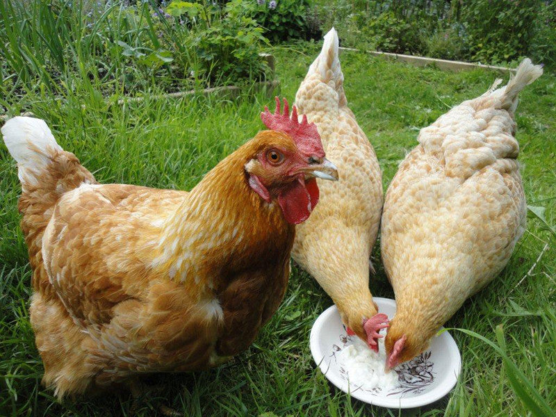 Hen Cookware | British Hen Welfare Trust – BHWT