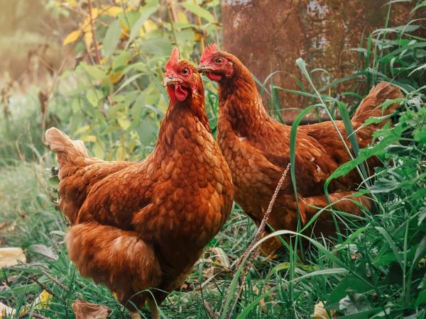 British Hen Welfare Trust Shop – BHWT