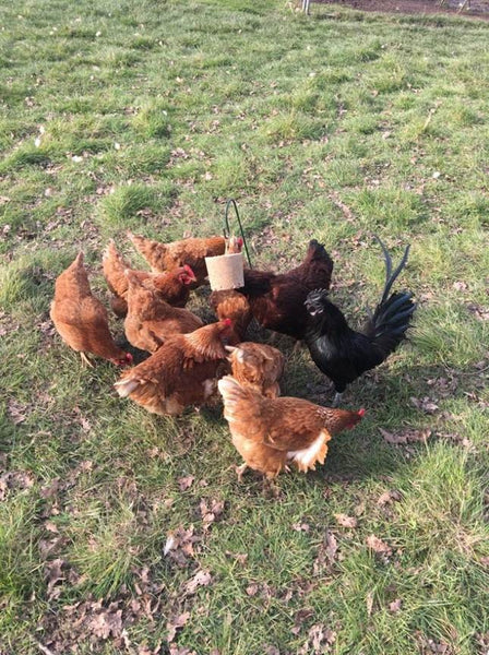 BHWT - Feldy High Energy Hanging Pecker Block